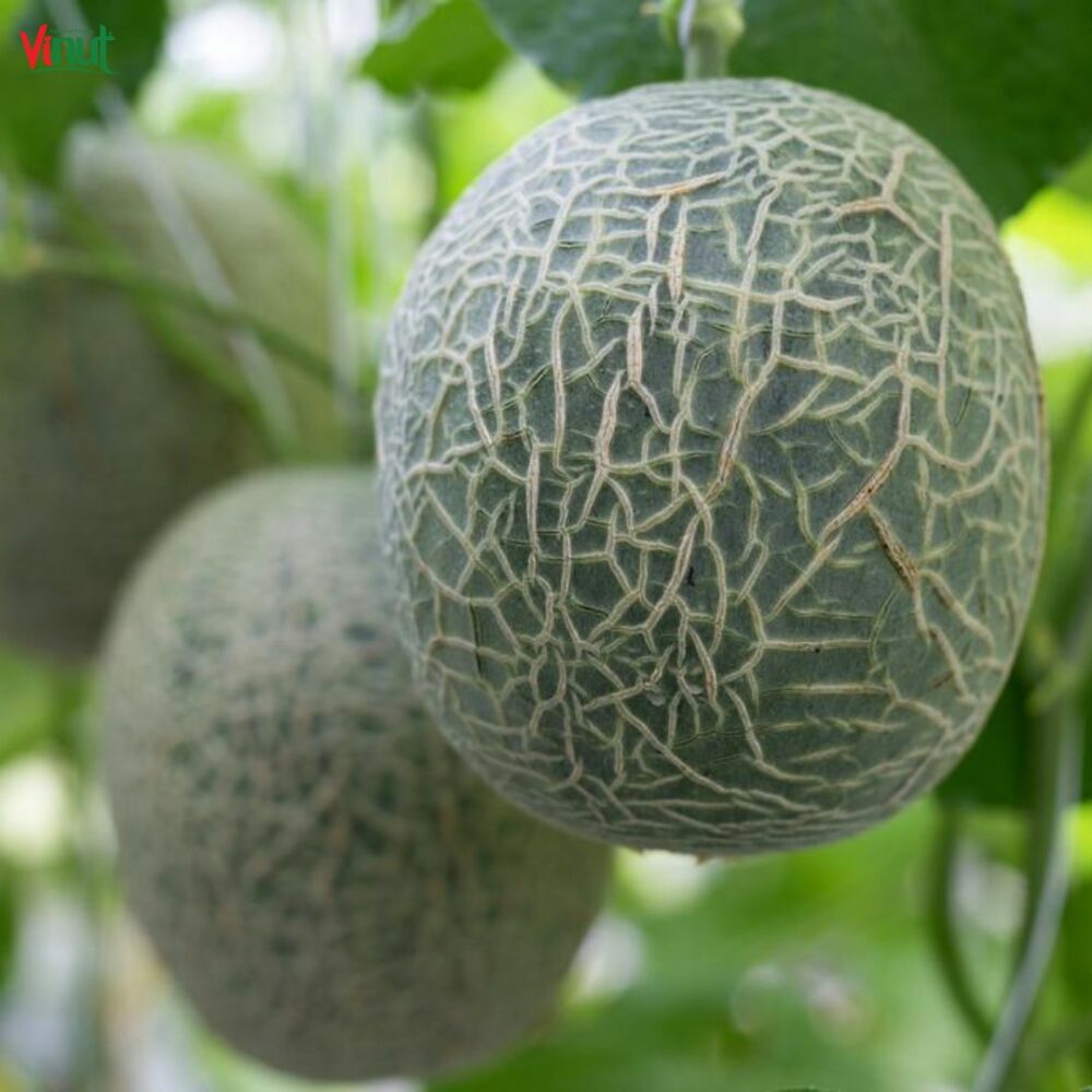 Unleashing the Flavor Explosion: Cojo Cojo Melon Juice Drink with Nata ...